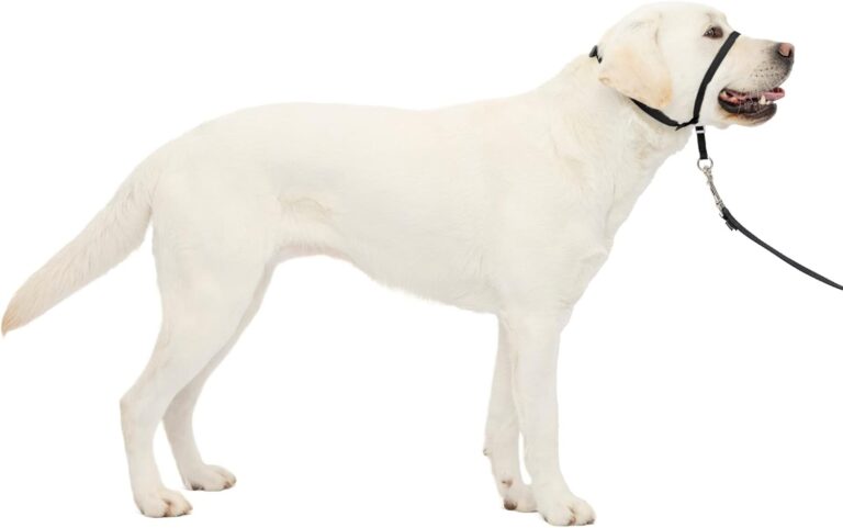 Good Dog Behavior: Best Top Guide And Tips